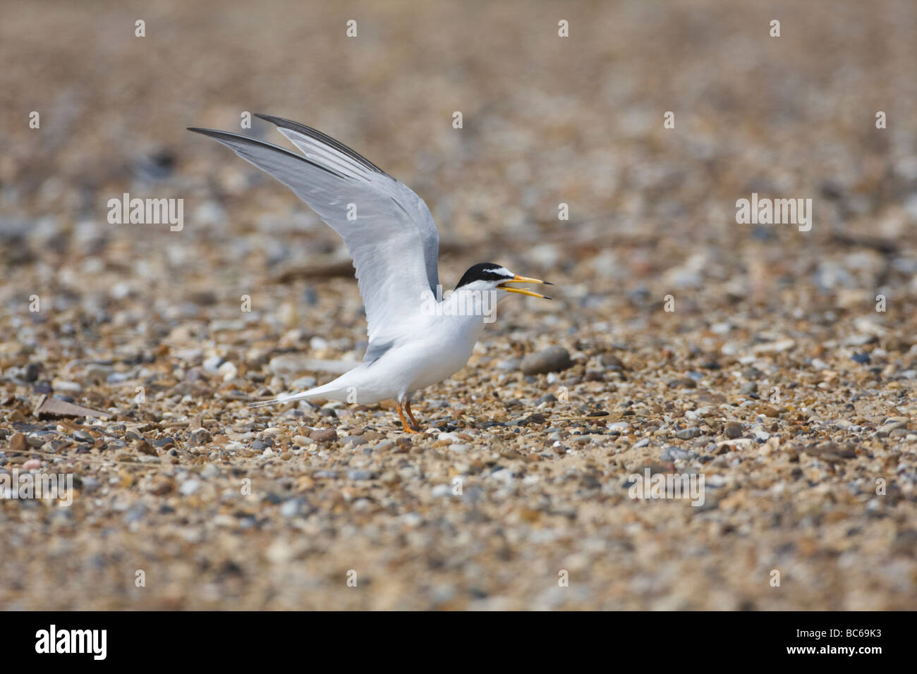 Little Tern, Sterna albifrons Stock Photo - Alamy