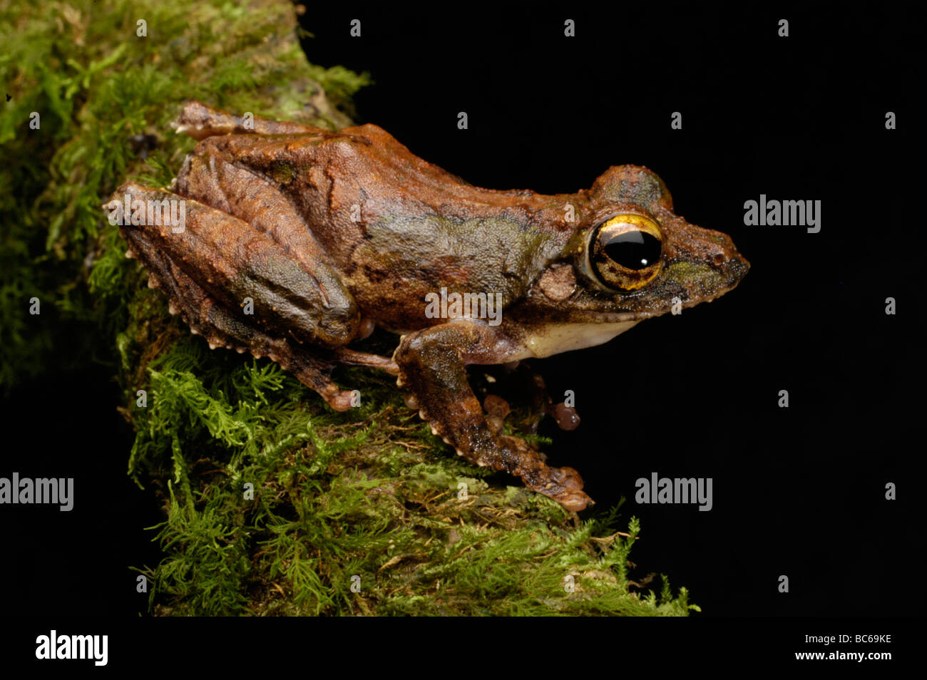 Frilled treefrog hi-res stock photography and images - Alamy