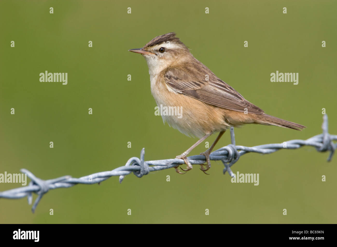 Sedge Warbler, Acrocephalus schoenobaenus Stock Photo - Alamy