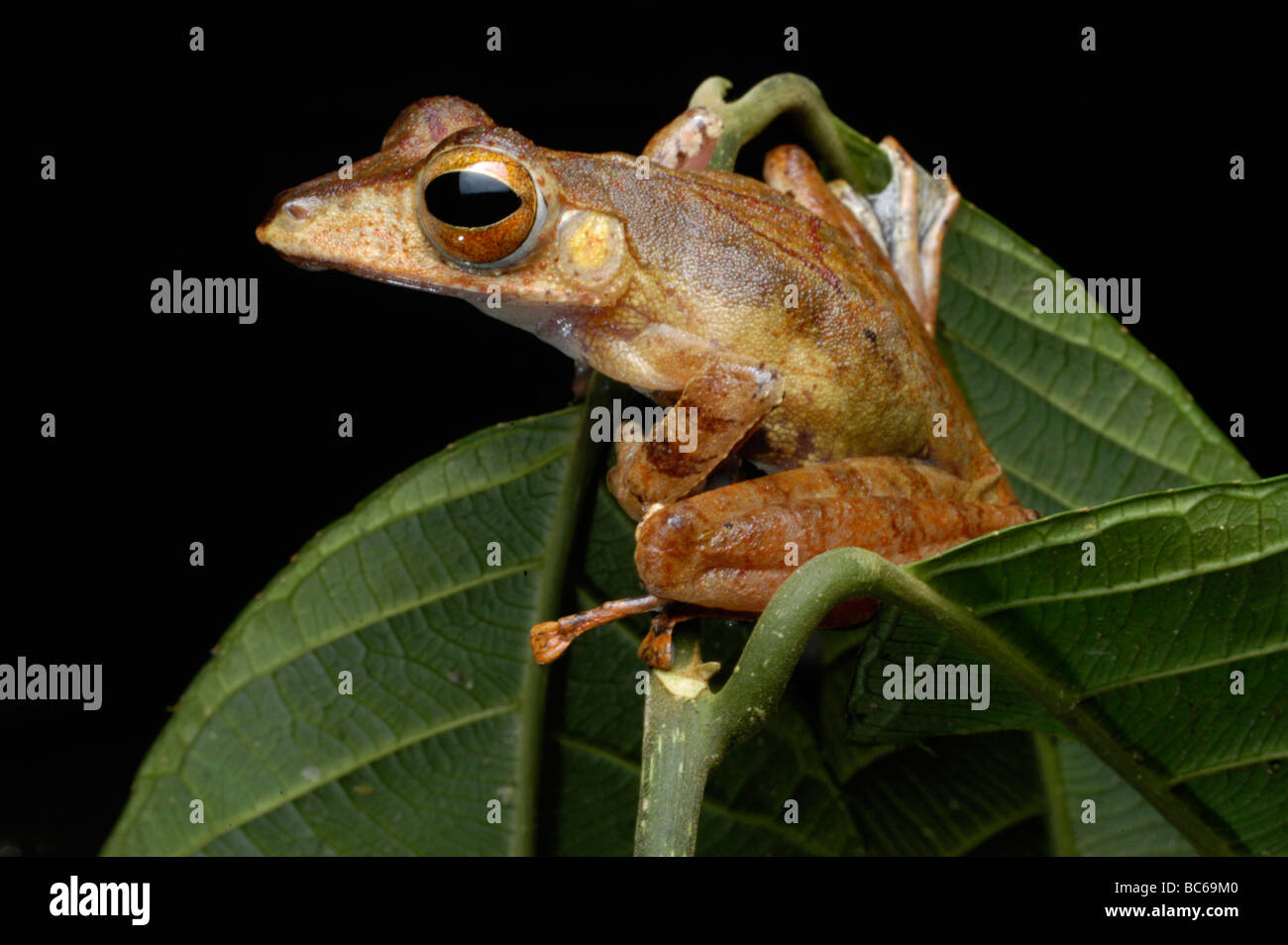 Collett's Tree Frog, Polypedates colletti, climbing a leaf Stock Photo ...