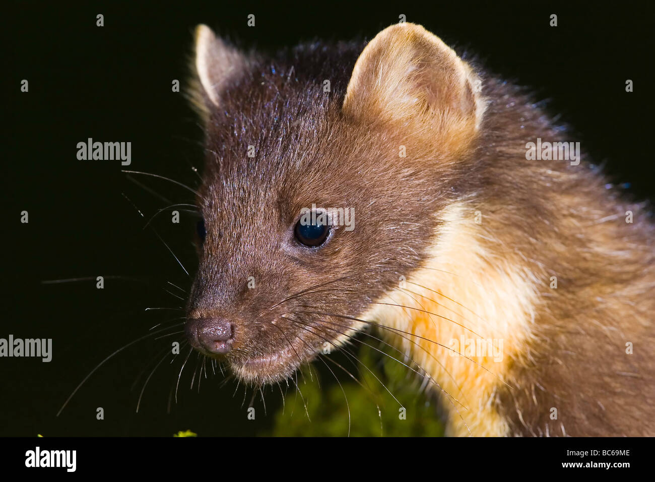Female pine marten hi-res stock photography and images - Alamy