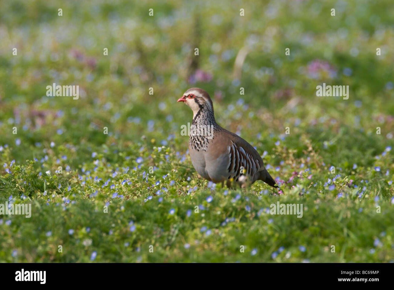 Red Legged Partridge, Alectoris rufa Stock Photo - Alamy