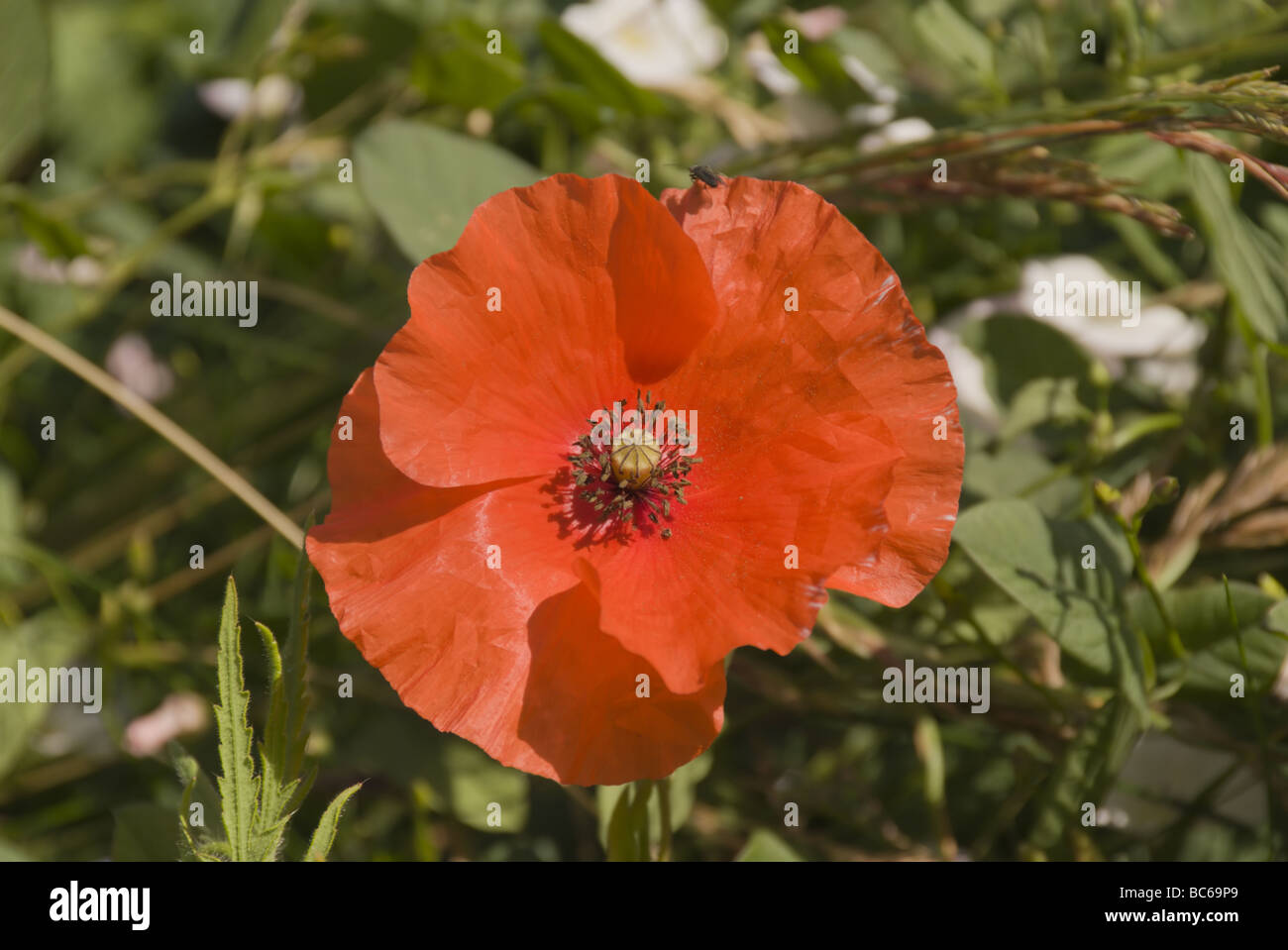 A wild red poppy in close up Stock Photo - Alamy
