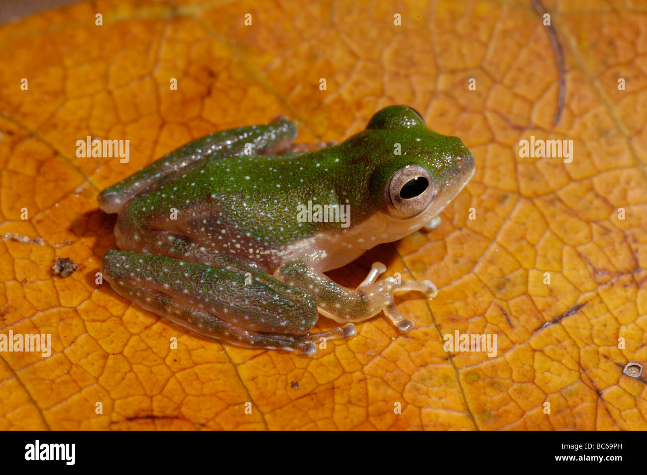White-eared Tree Frog, Rhacophorus kajau Stock Photo - Alamy