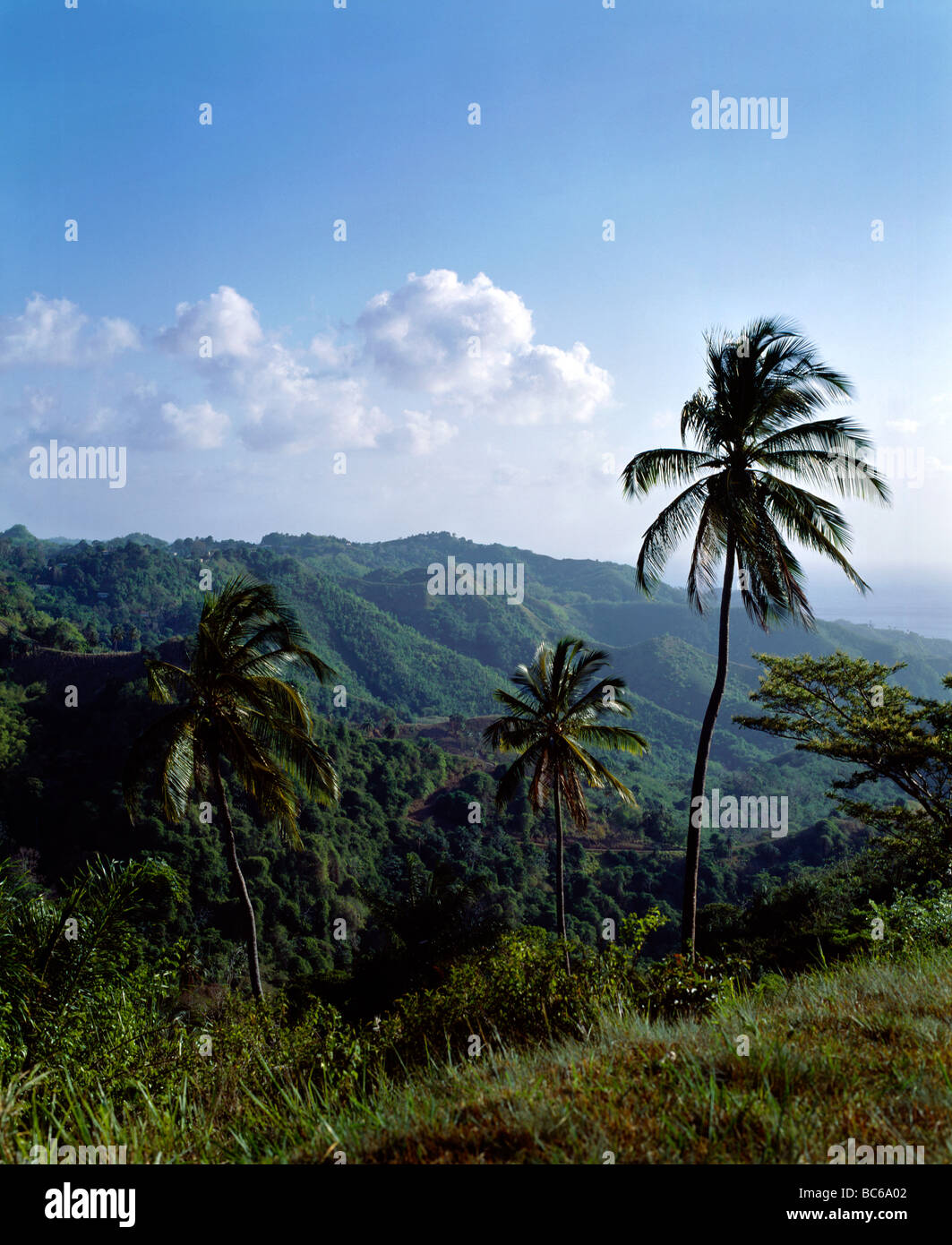 Castara Tobago Landscape Rainforest Stock Photo - Alamy