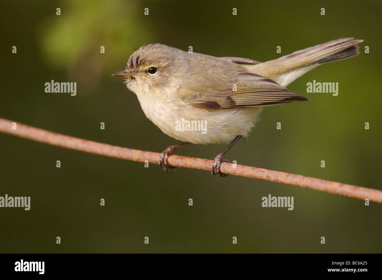Chiffchaff, Phylloscopus collybita Stock Photo - Alamy