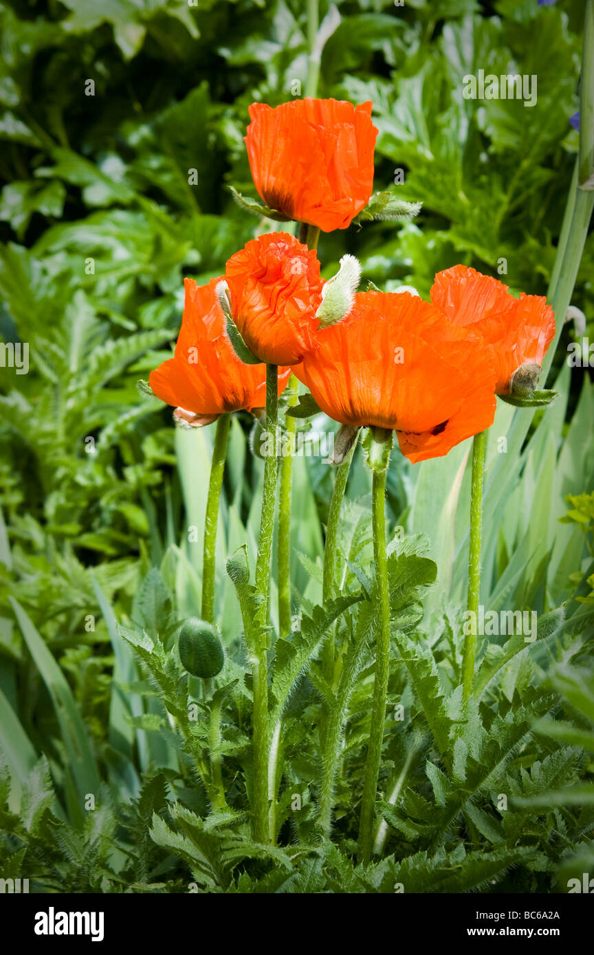 Papaver orientalis oriental poppy red hi-res stock photography and ...