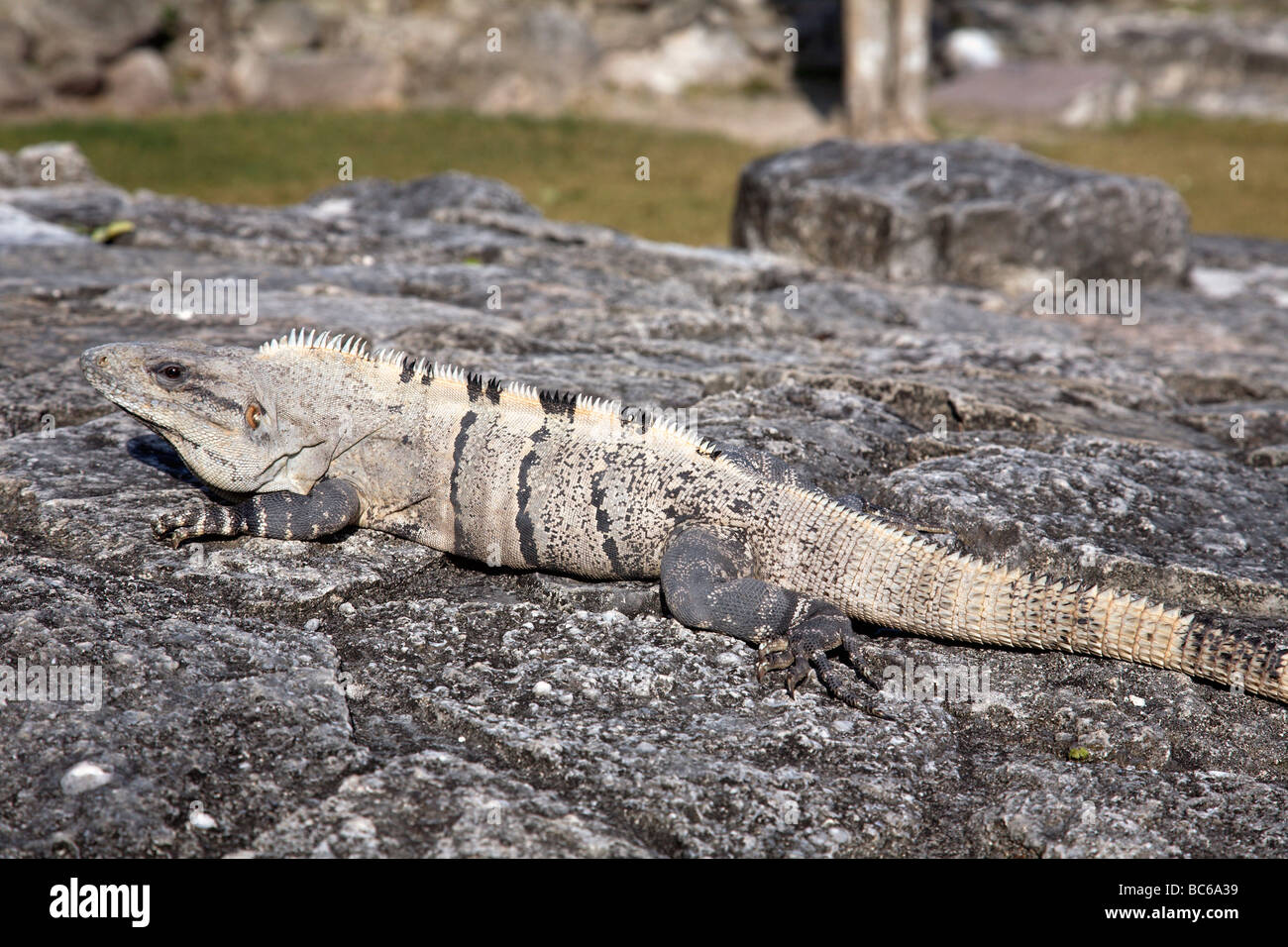 Lizard, Cozumel Island, Quintana Roo, Mexico Stock Photo - Alamy