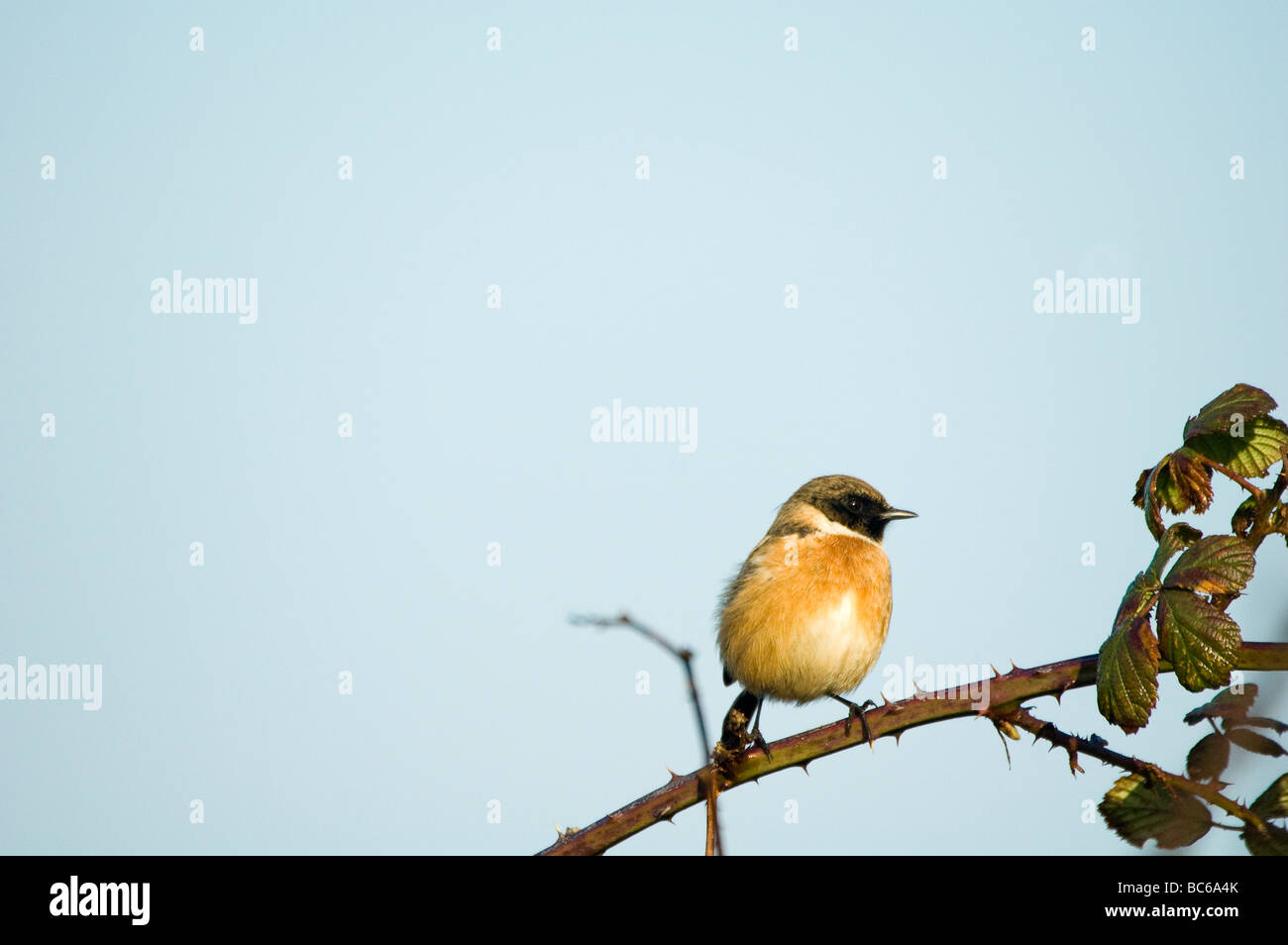 Eurasian stonechat hi-res stock photography and images - Alamy