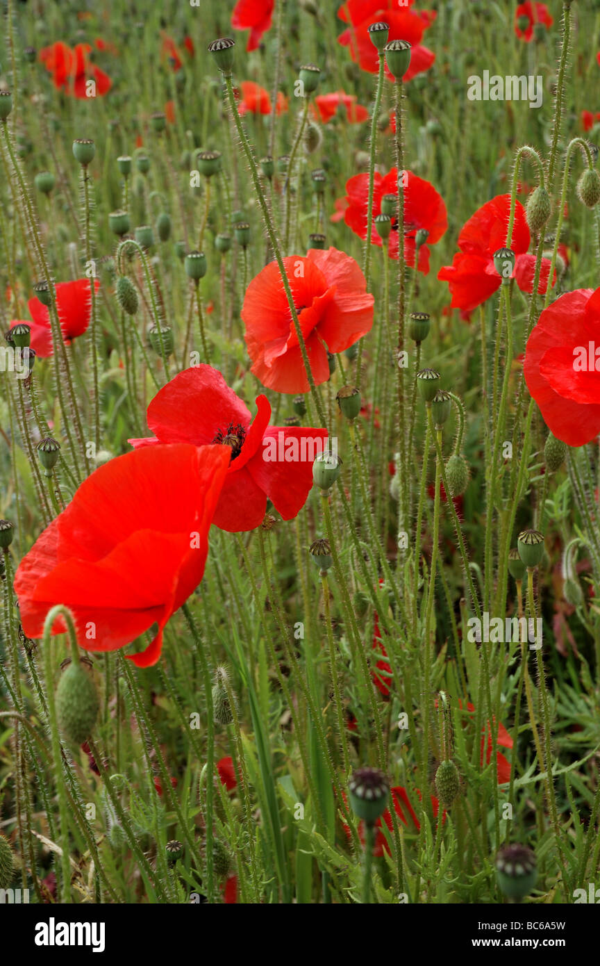 Red poppy field norfolk england hi-res stock photography and images - Alamy