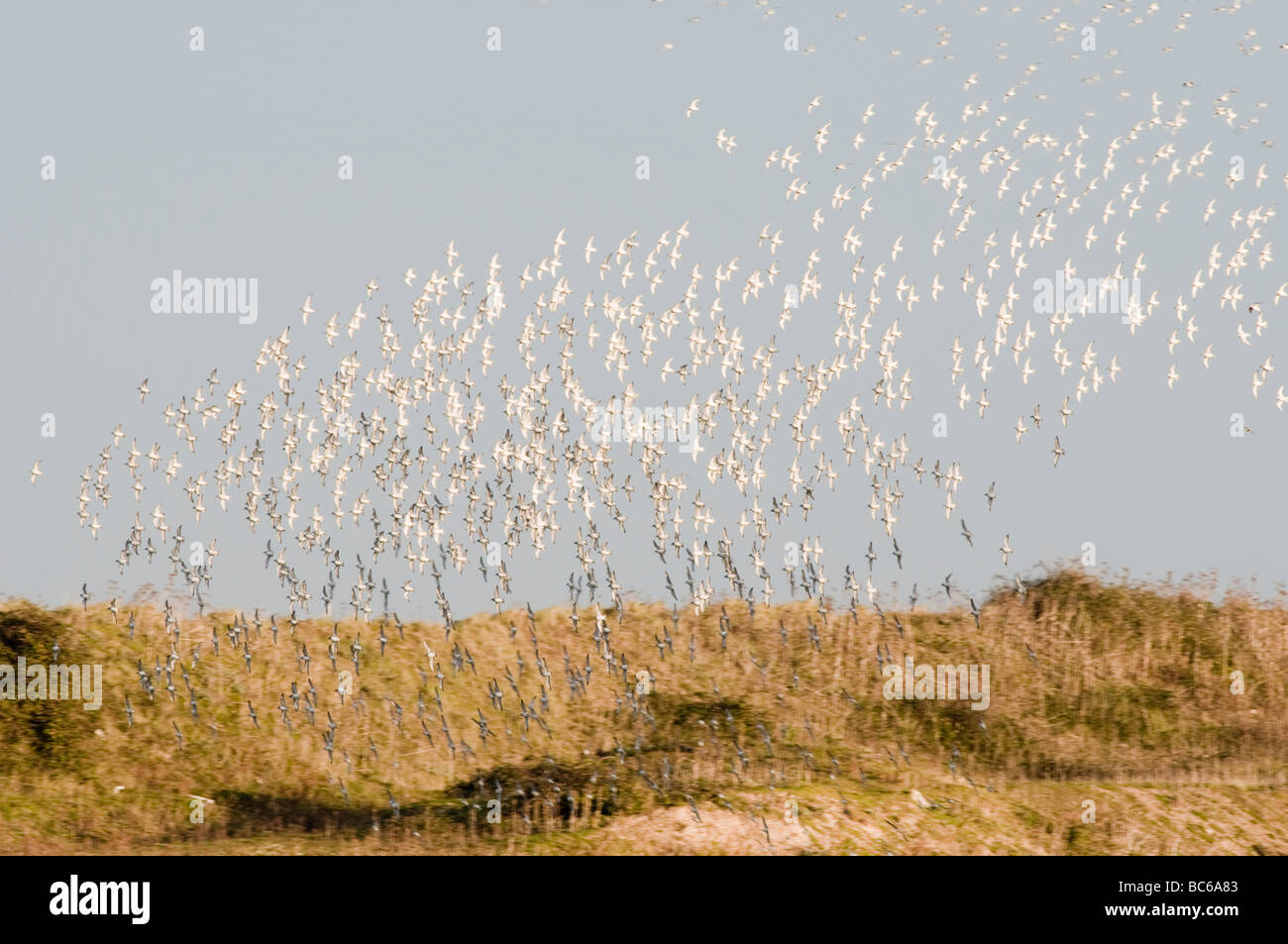 Knot flying hi-res stock photography and images - Alamy