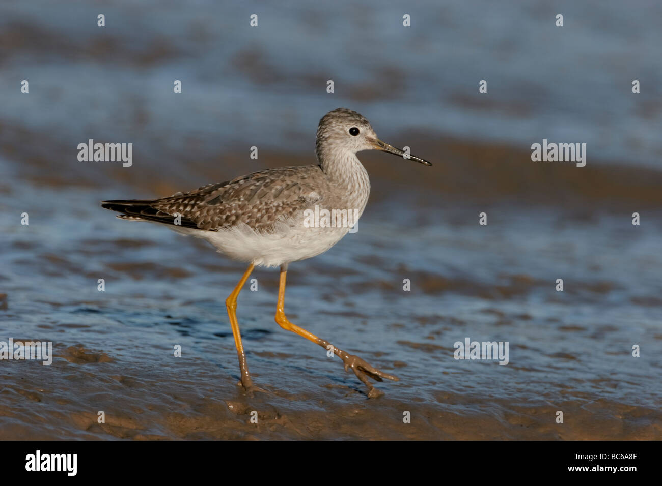 Lesser yellowlegs, Tringa flavipes Stock Photo - Alamy