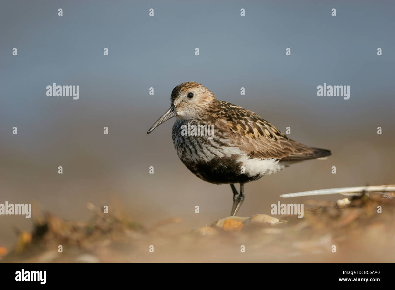 Dunlin, Calidris alpina, Norfolk, UK Stock Photo - Alamy