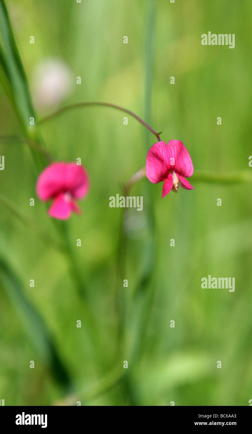 Grass Vetchling, Lathyrus nissolia, Fabaceae. UK Stock Photo - Alamy