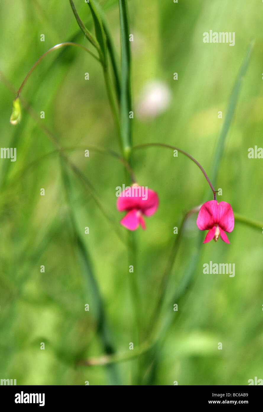 Grass Vetchling, Lathyrus nissolia, Fabaceae. UK Stock Photo - Alamy