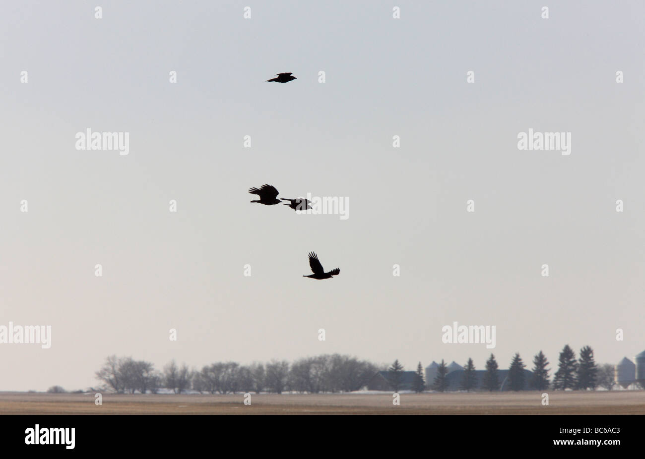 Crows in flight hi-res stock photography and images - Alamy