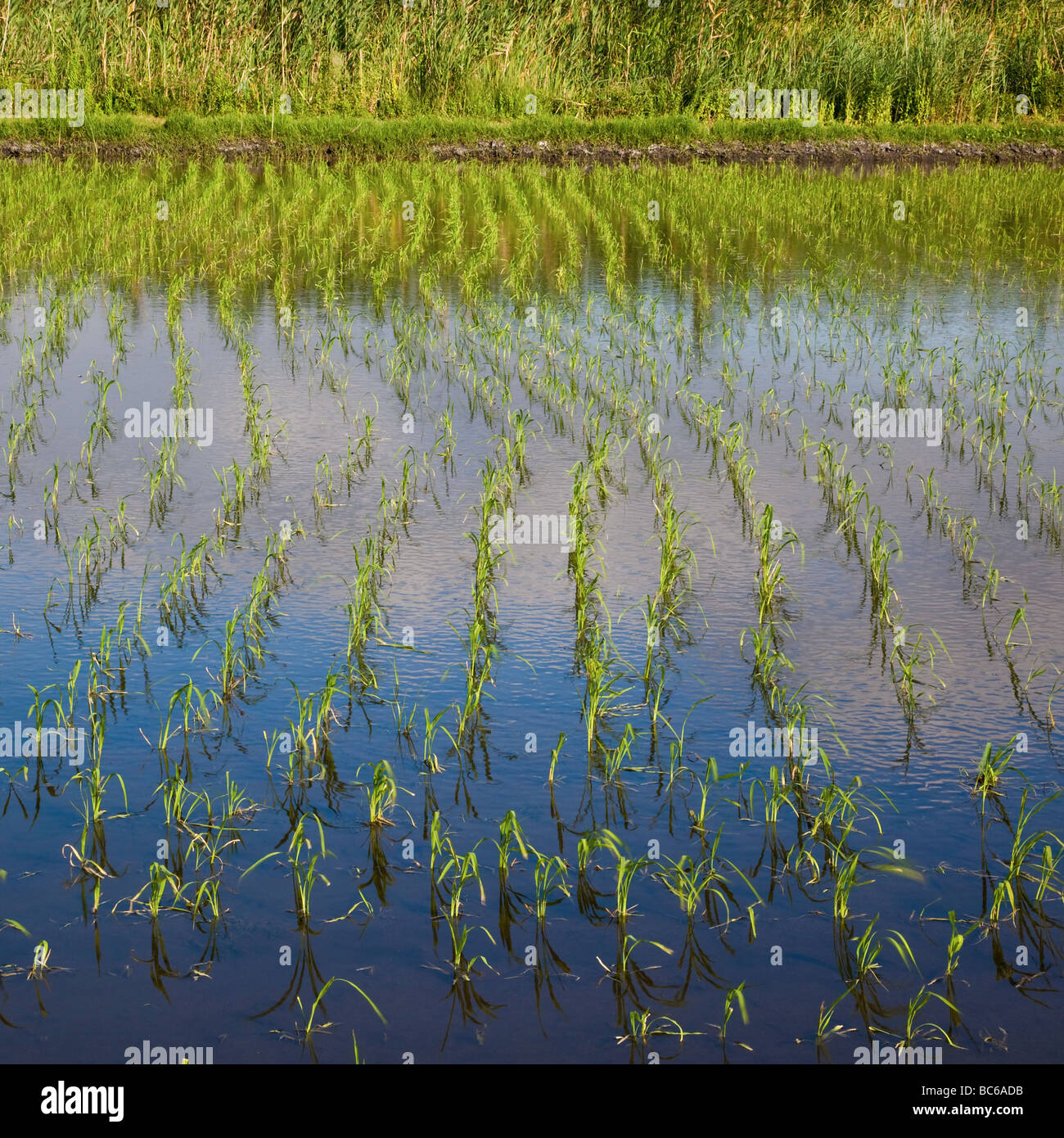 Pego-Oliva marsh nature reserve Alicante Spain Stock Photo - Alamy