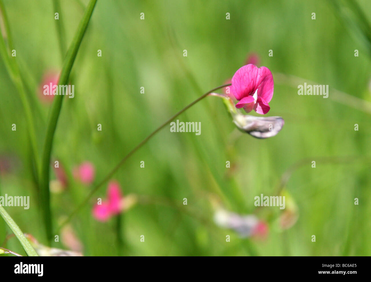 Grass Vetchling, Lathyrus nissolia, Fabaceae. UK Stock Photo - Alamy