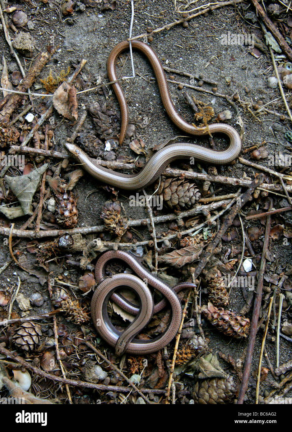 A Pair of Slow Worms aka Slow-worm, Slowworm, Blindworm or Blind Worm ...