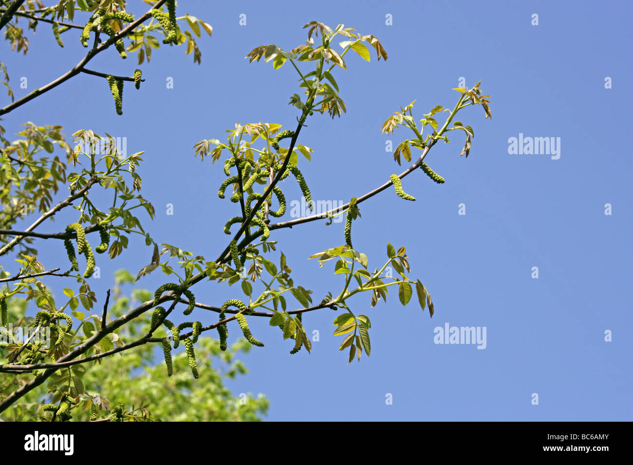 Walnut Tree Catkins, Juglans regia, Juglandaceae Stock Photo - Alamy
