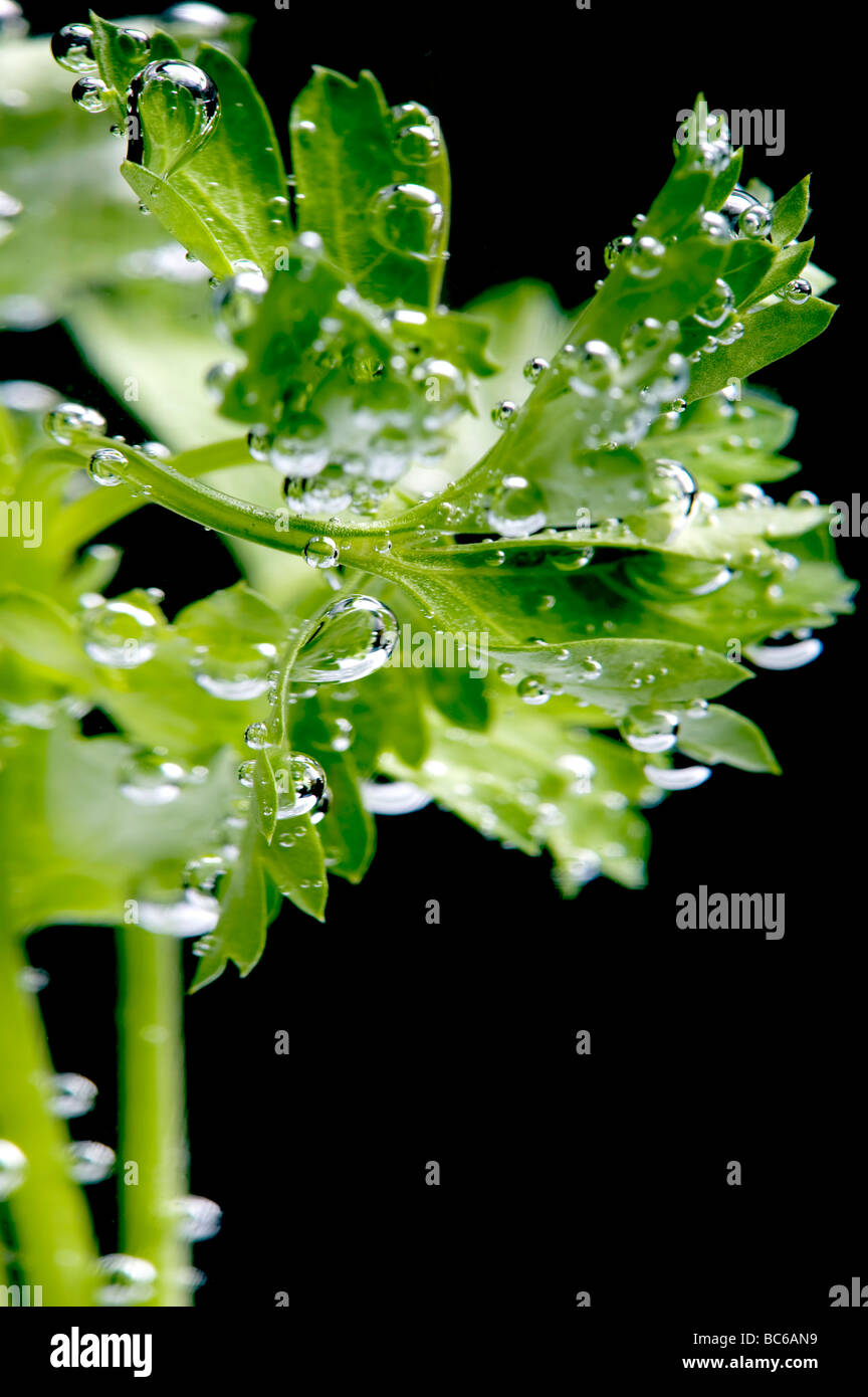 object on white food parsley in water Stock Photo - Alamy