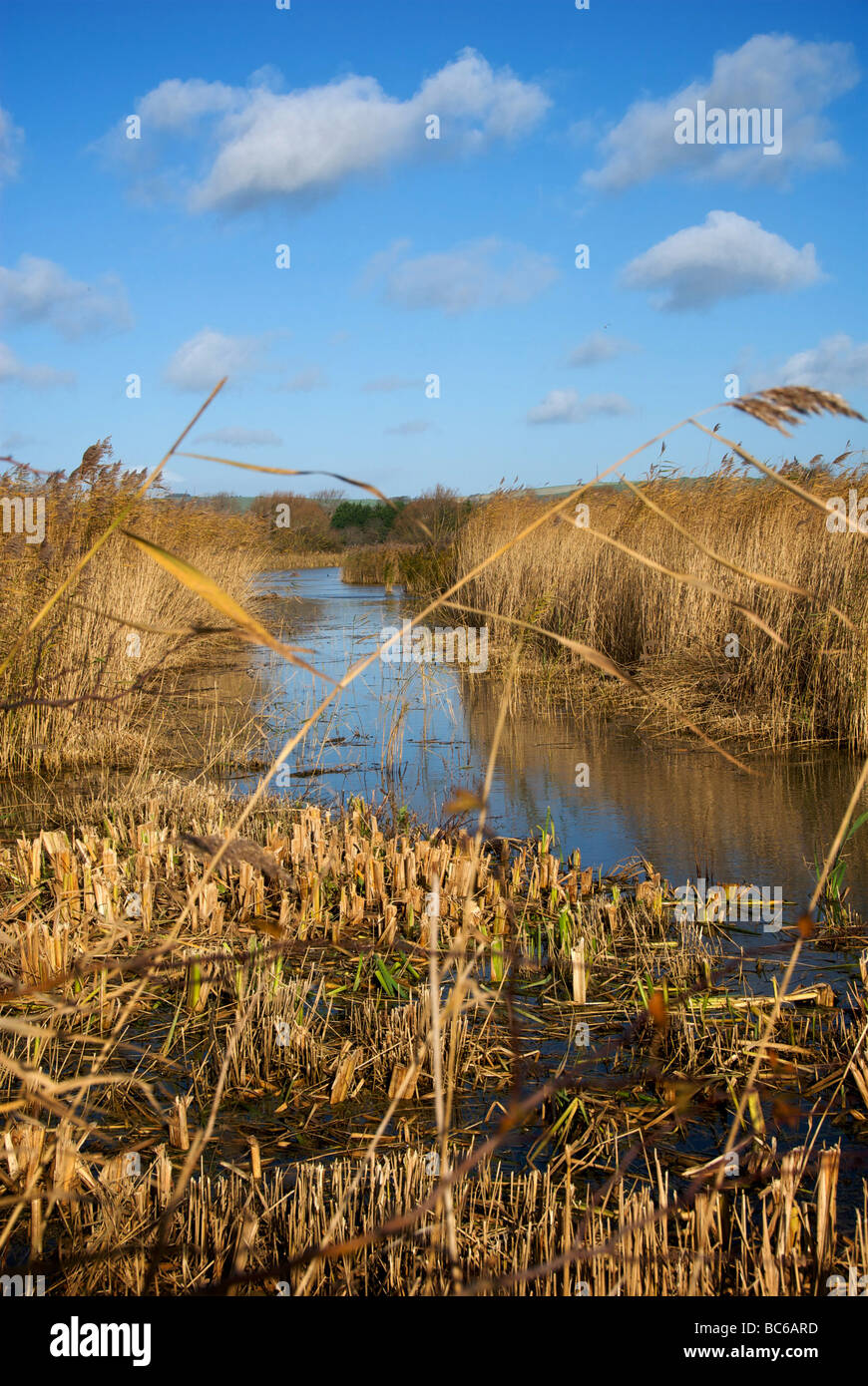 Radipole lake hi-res stock photography and images - Alamy