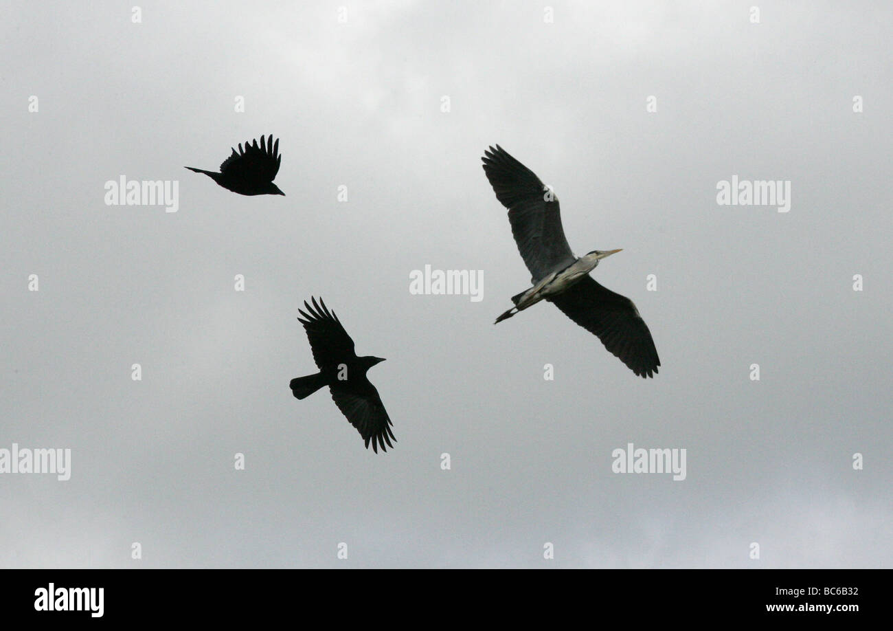 Bird mobbed by birds hi-res stock photography and images - Alamy