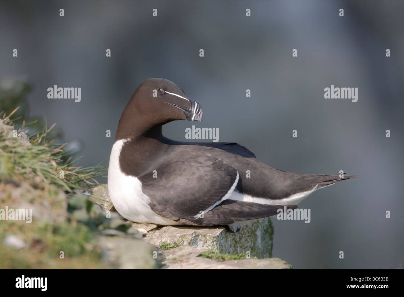 Razorbill hi-res stock photography and images - Alamy