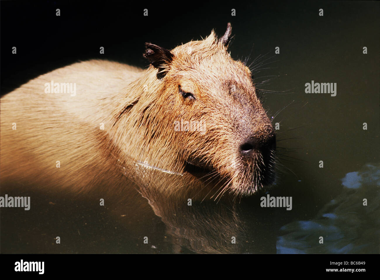 Capybara is the biggest roddent in the world, Pantanal of Mato Grosso ...