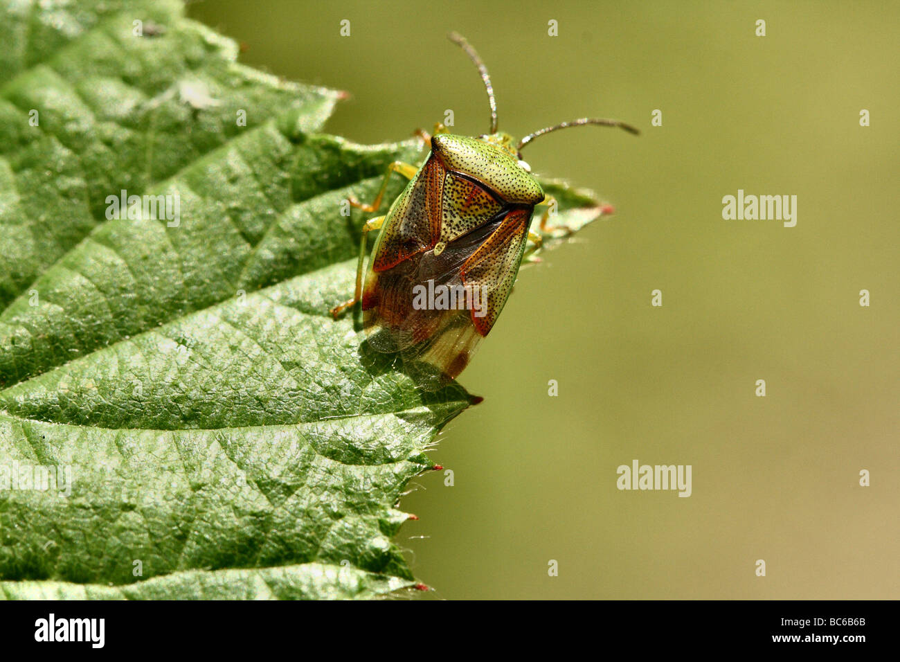 Birch Shieldbug Elasmostethus interstinctus Family Acanthosomatidae ...
