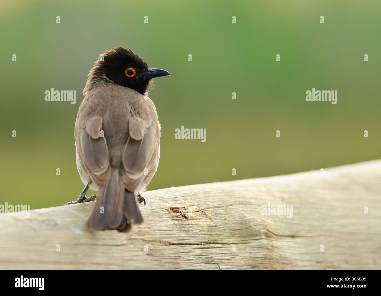 A little bird near an observation decking in one of safari lodges in ...