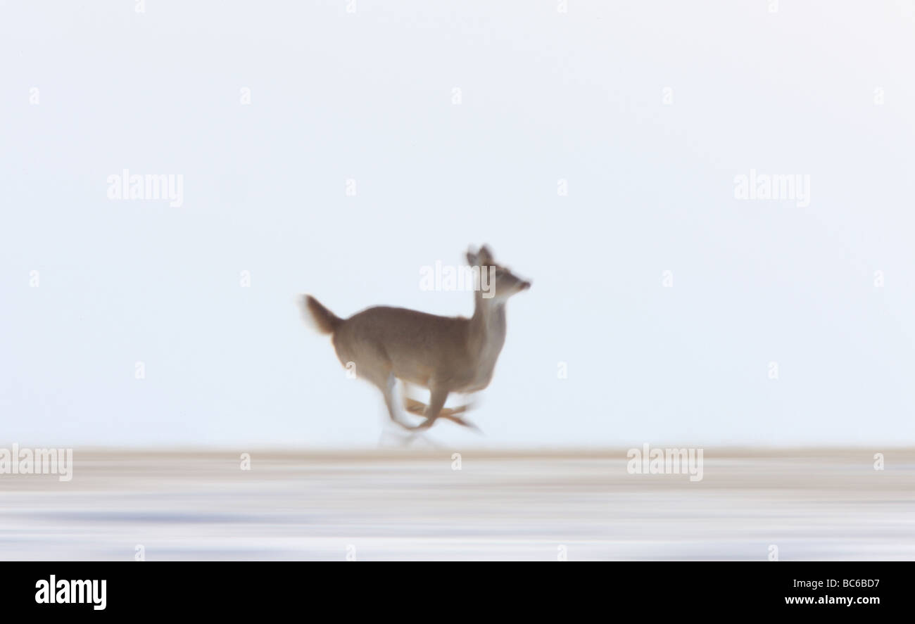 Deer winter canada hi-res stock photography and images - Alamy