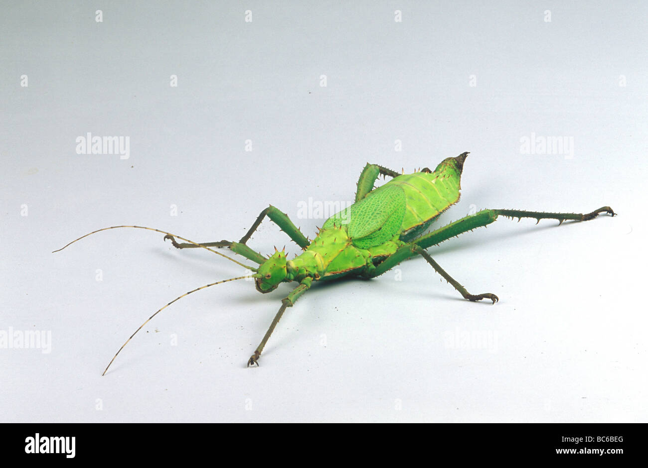 Green stick insect Stock Photo - Alamy