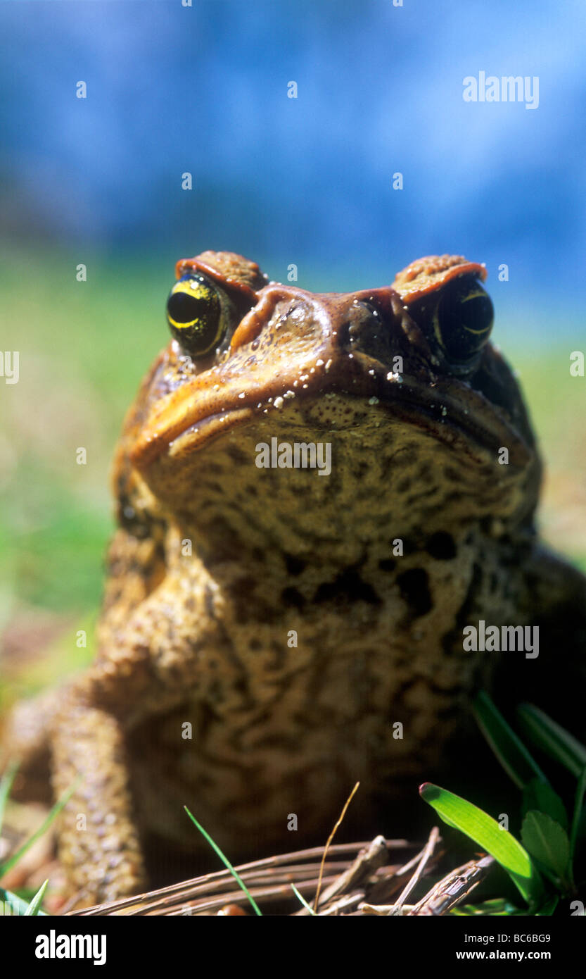 Cane toad predator hi-res stock photography and images - Alamy