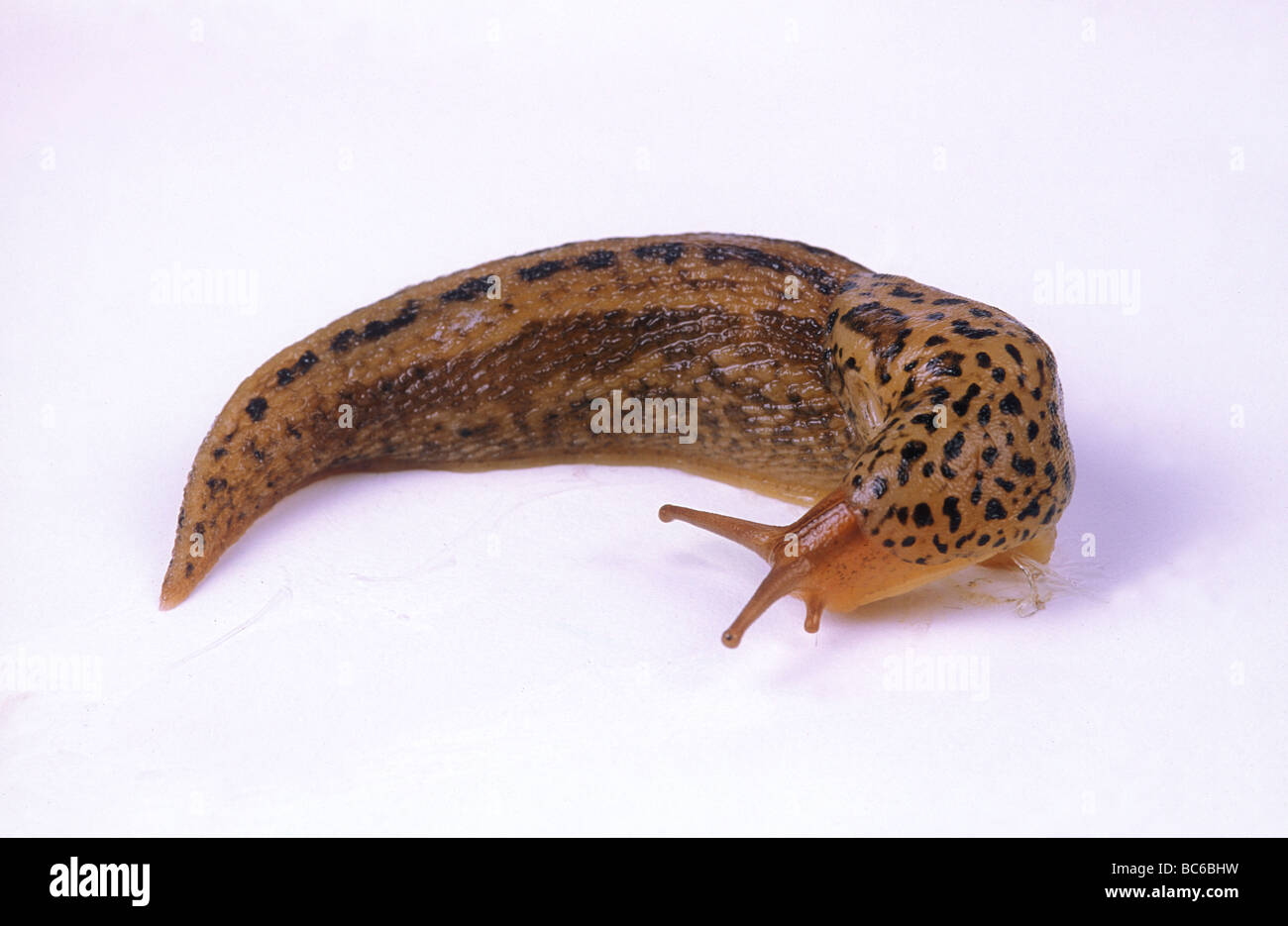 Leopard Slug, Limax maximus Stock Photo - Alamy