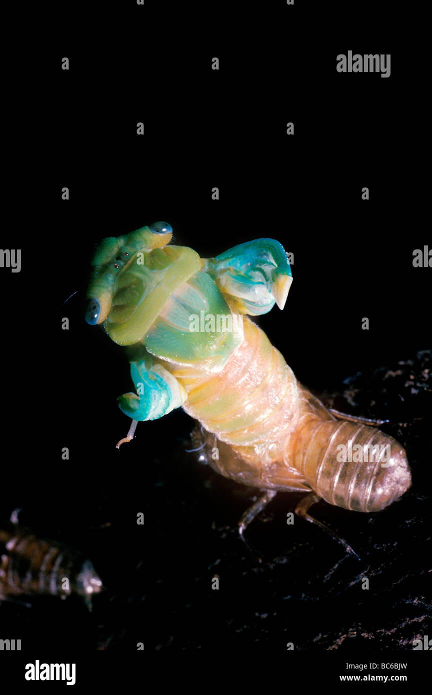 Green insect shedding its skin Stock Photo - Alamy
