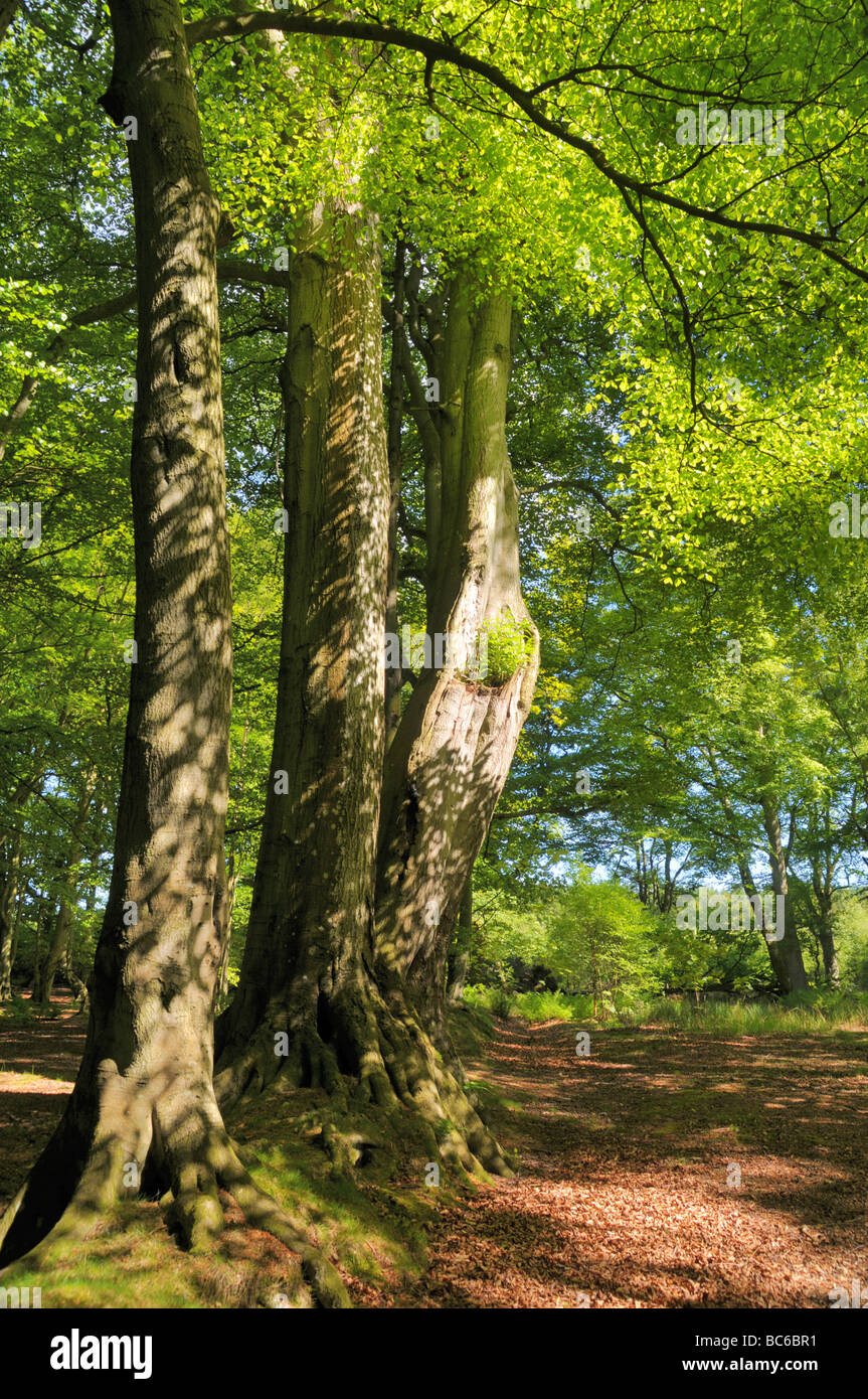 Spring growth in a beech wood Stock Photo - Alamy