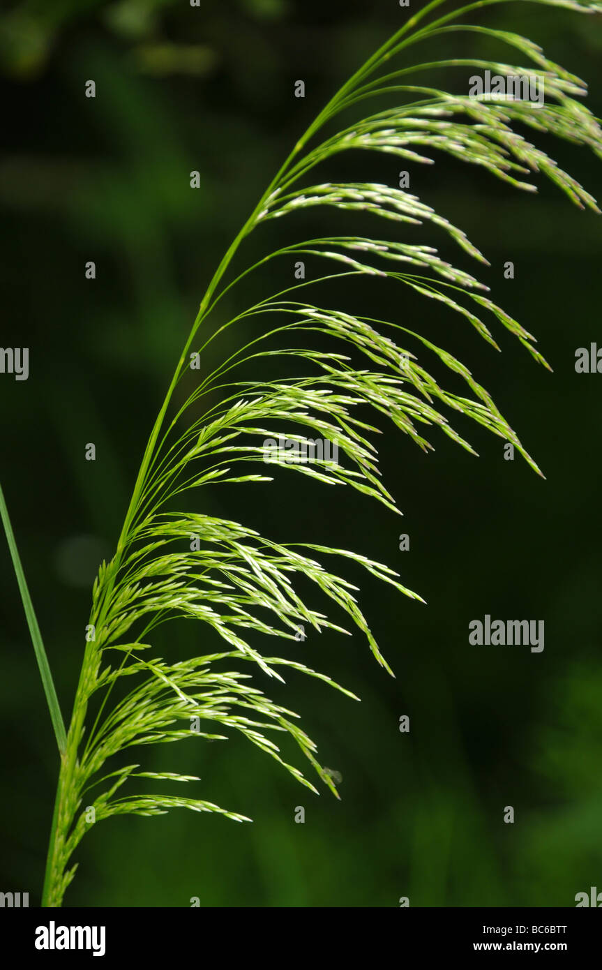 Shedding seeds hi-res stock photography and images - Alamy