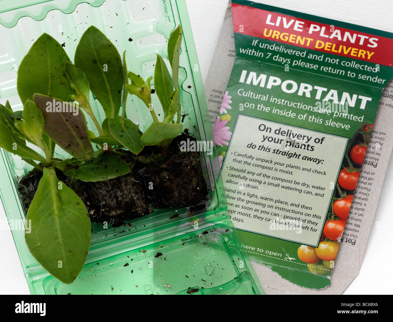 Live plants hi-res stock photography and images - Alamy