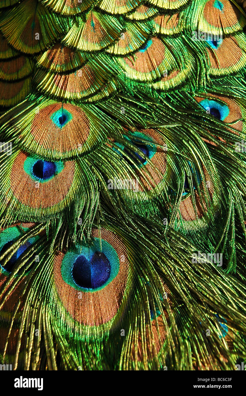 The iridescent colours of Peacock Feathers makes for a nice abstract ...