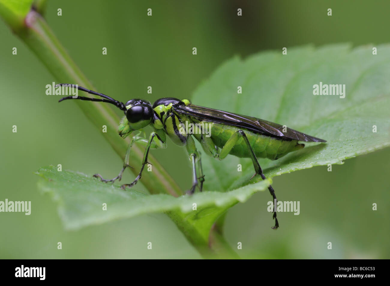 Tenthredo mesomelas hi-res stock photography and images - Alamy