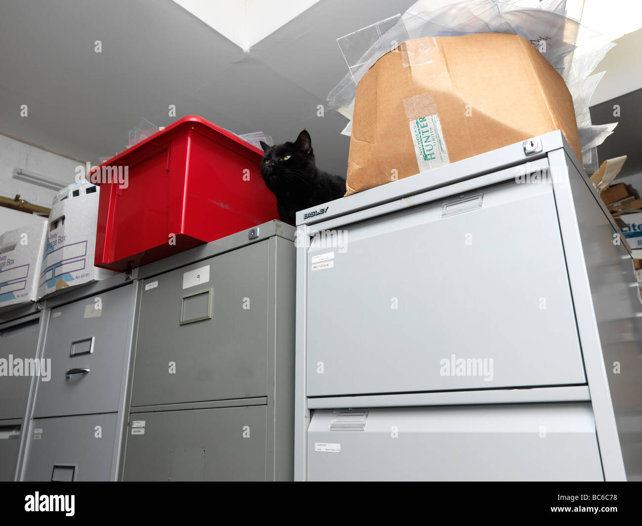 Black Cat on top of filing cabinet Stock Photo - Alamy