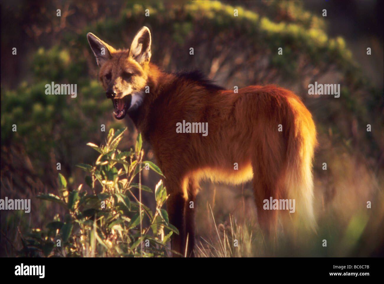 Maned wolf, Ibitipoca National Park, Minas Gerais State, Brazil Stock ...