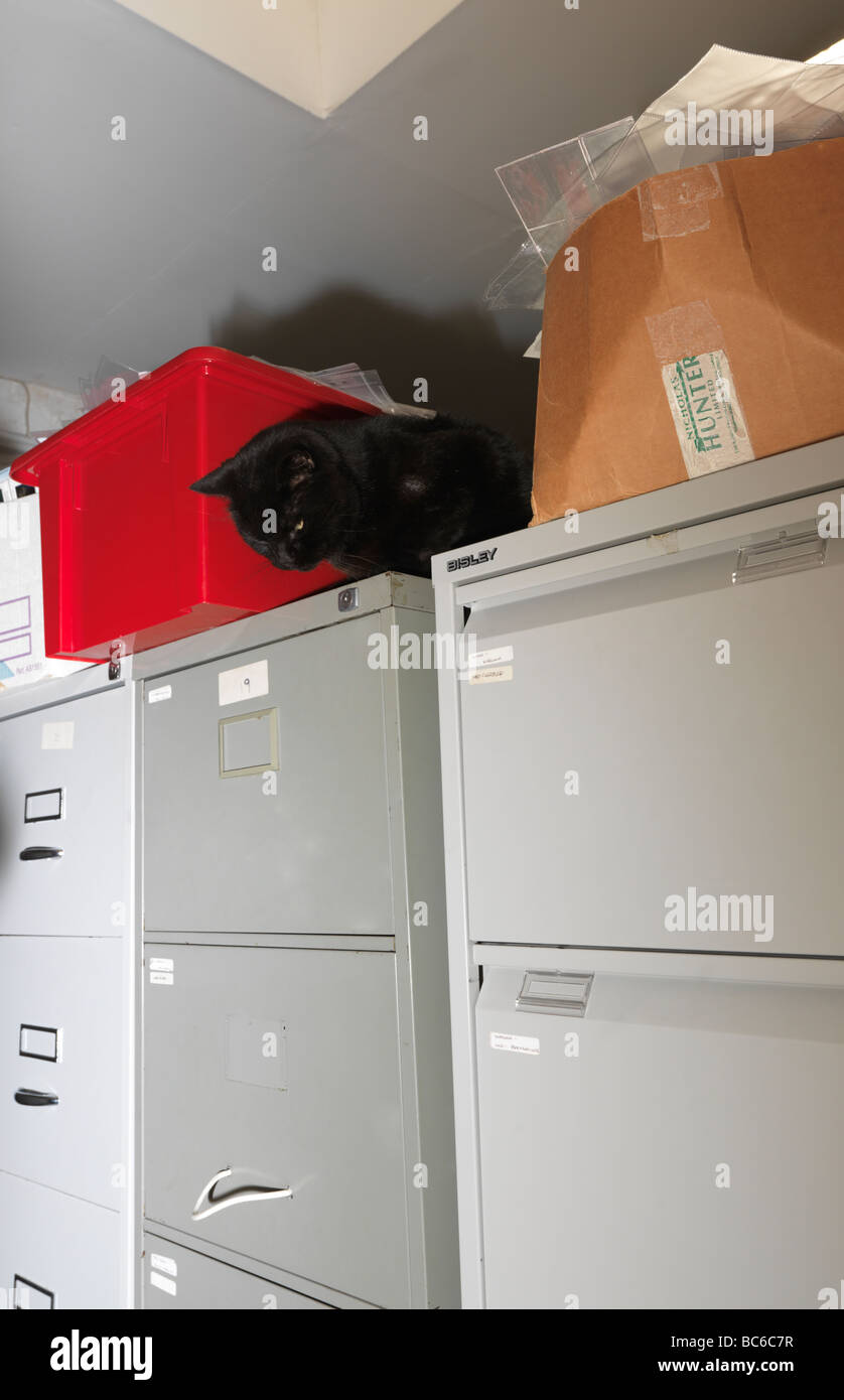 Black Cat on top of filing cabinet Stock Photo - Alamy