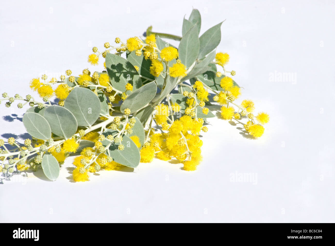 White wattle flowers hi-res stock photography and images - Alamy