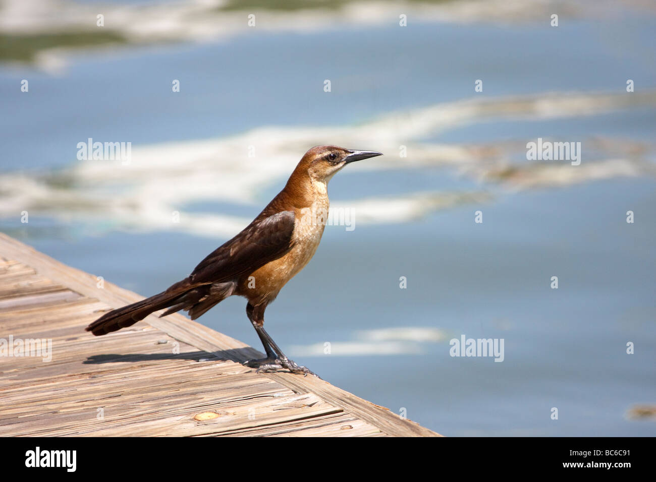 Grackle female hi-res stock photography and images - Alamy