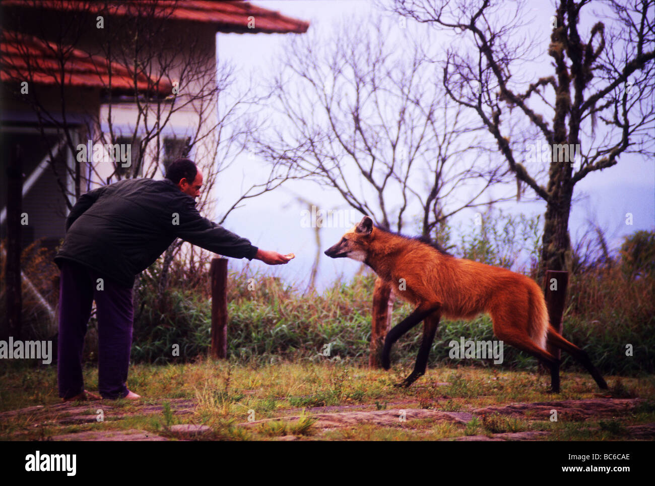 Maned wolf being feed by a tourist in Ibitipoca National Park, Minas ...