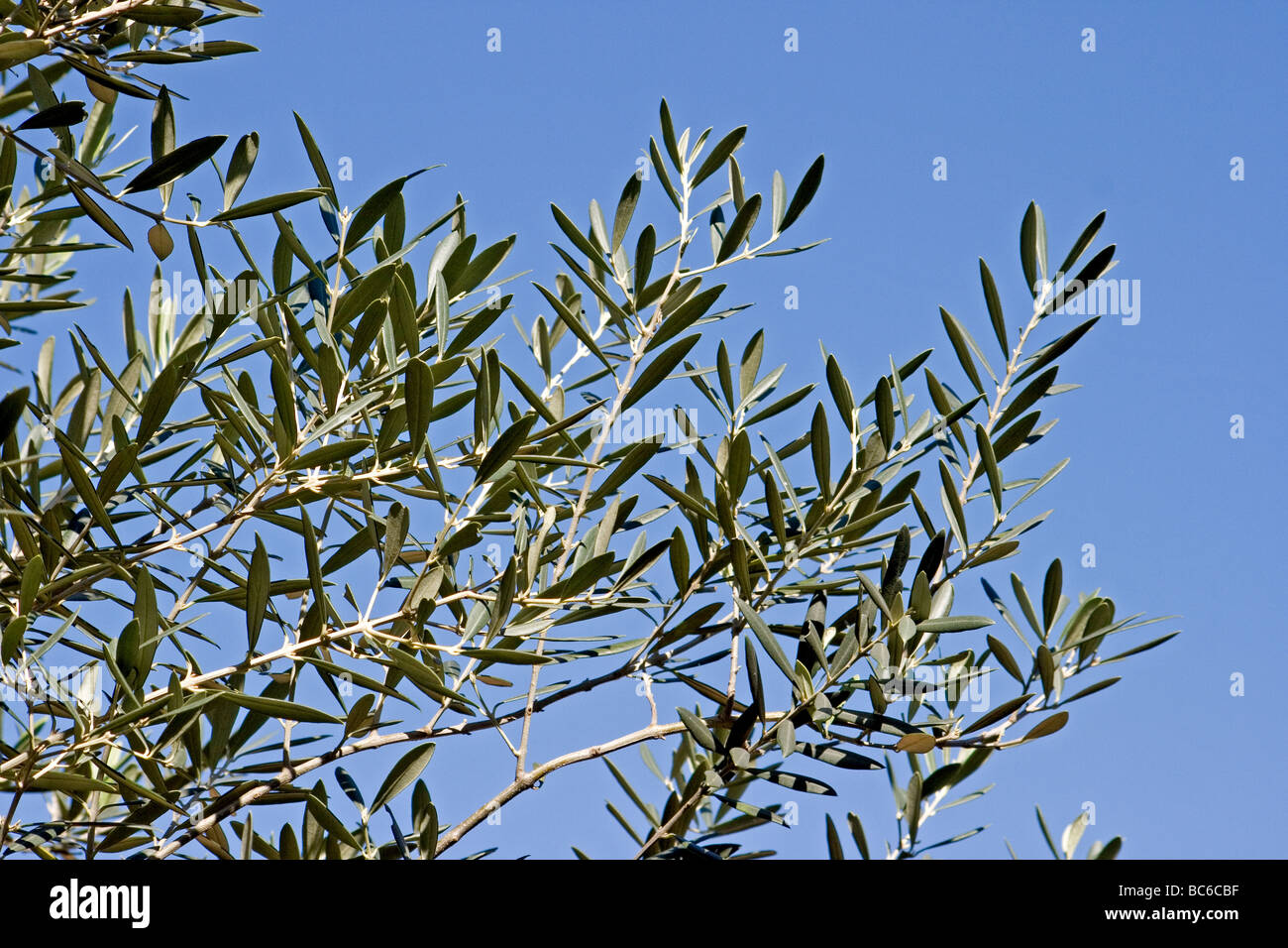 Olive tree close-up against blue sky Stock Photo - Alamy