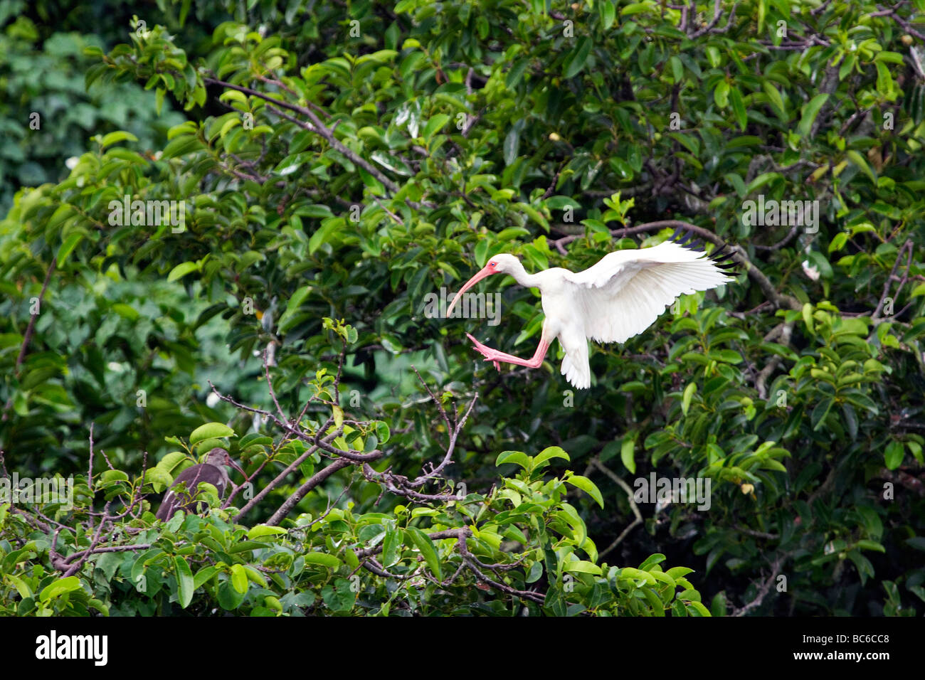 Ibis chick hi-res stock photography and images - Alamy