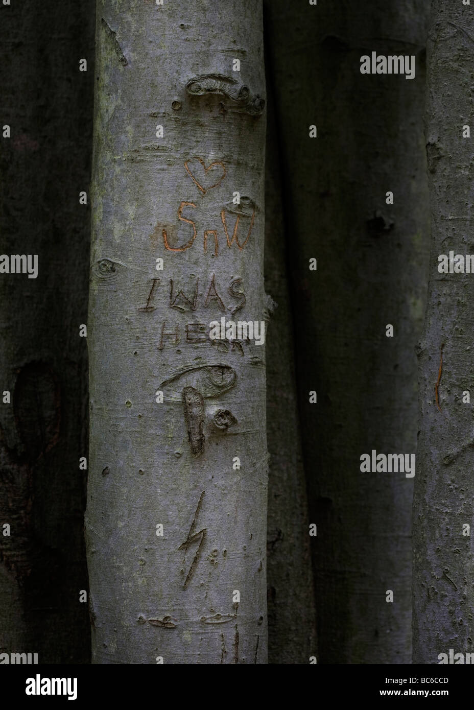 Tree trunk graffiti - USA Stock Photo - Alamy